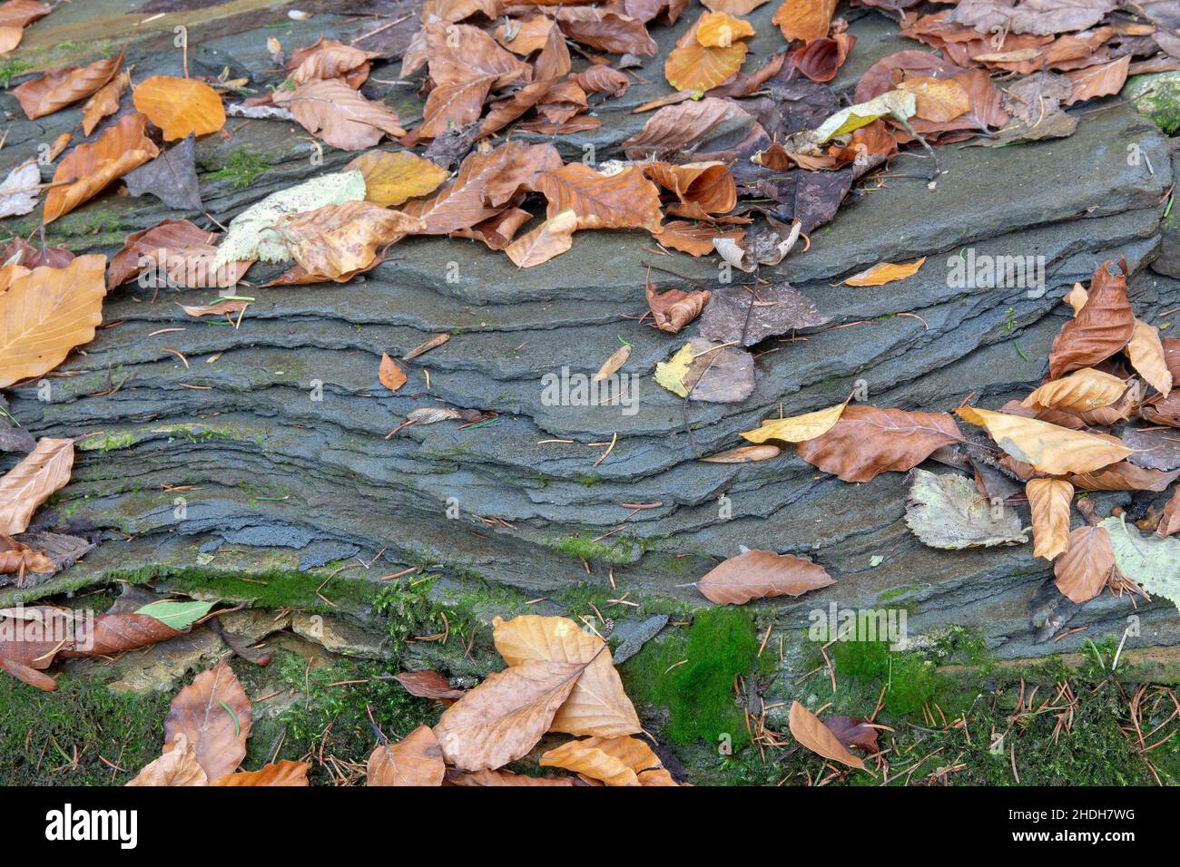 autumn leaves, sandstone, leaf, sandstones Stock Photo - Alamy