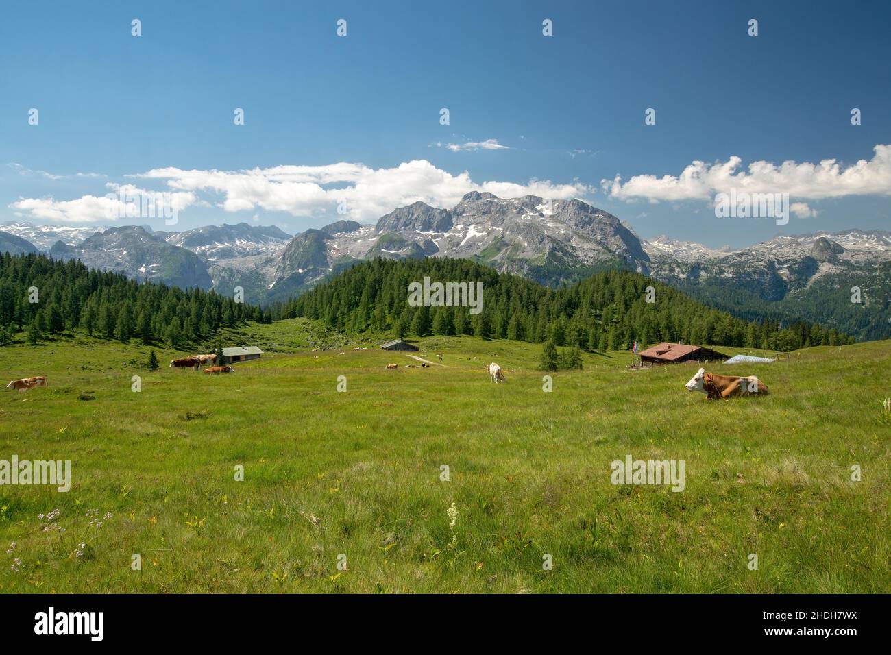 watzmann, gotzenalm, watzmanns, gotzenalms Stock Photo - Alamy