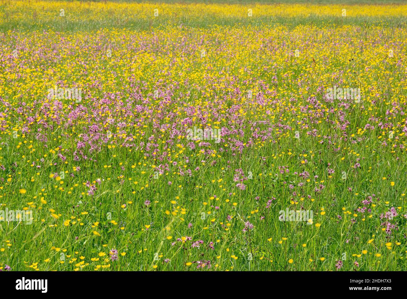 flower meadow, flower meadows Stock Photo - Alamy