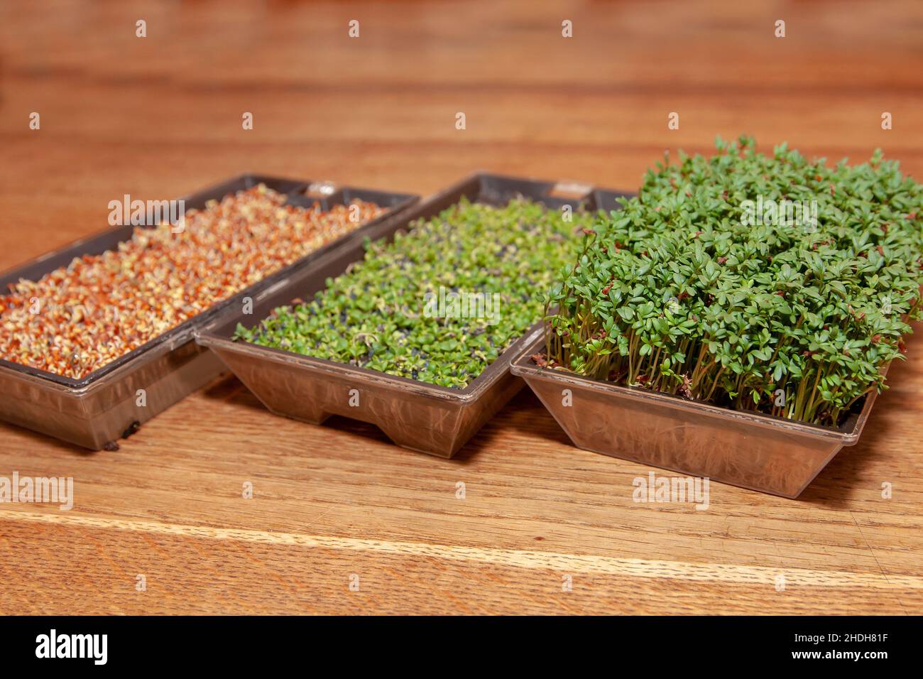 Cress germinating hi-res stock photography and images - Alamy
