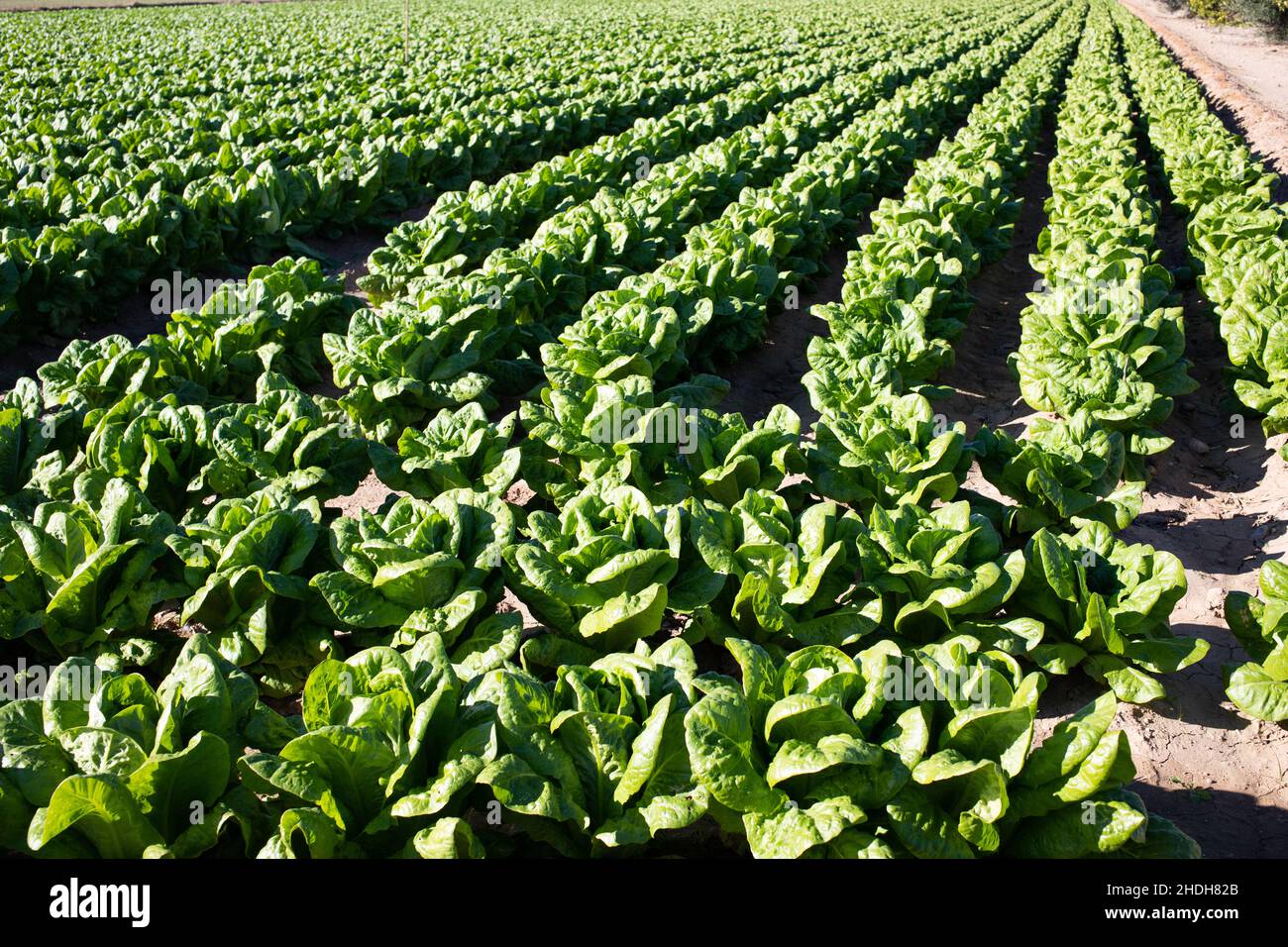 vast field of spinach plantation Stock Photo - Alamy