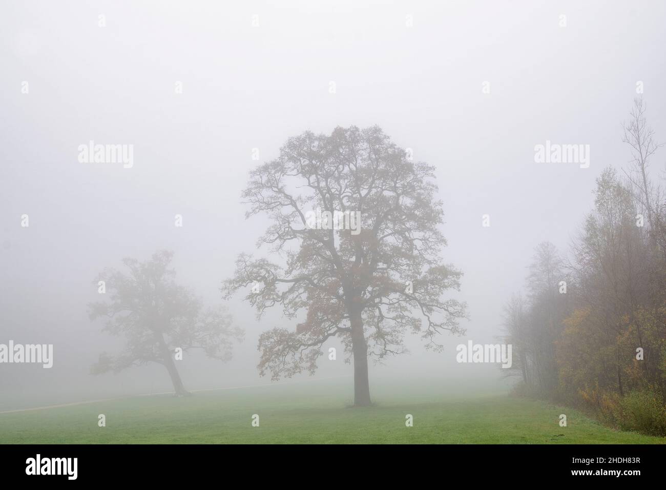 fog, oak tree, fogs, oak trees Stock Photo - Alamy