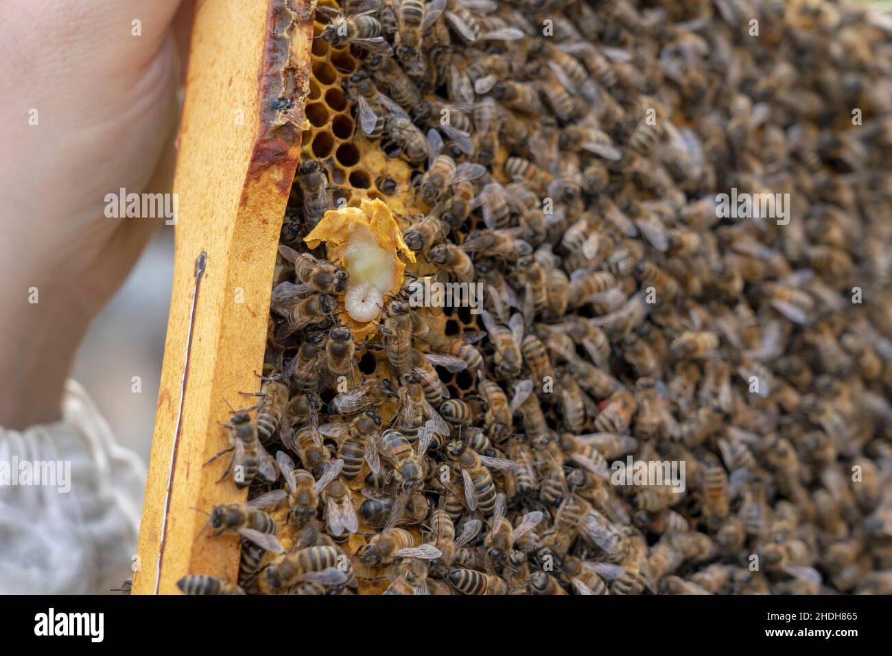 larva, queen bee, larvas Stock Photo - Alamy