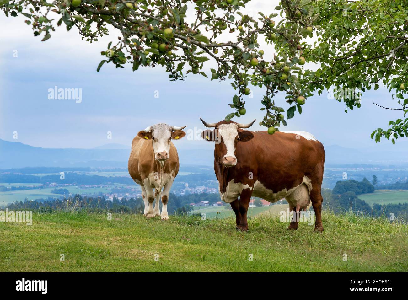 Cows meadow upper bavaria hi-res stock photography and images - Alamy
