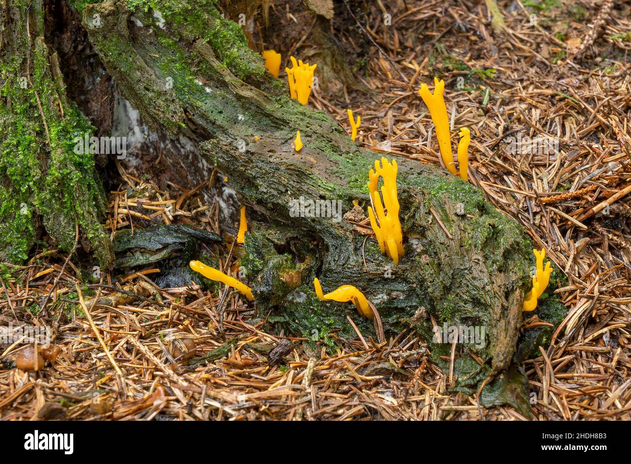 Gold coral hi-res stock photography and images - Alamy