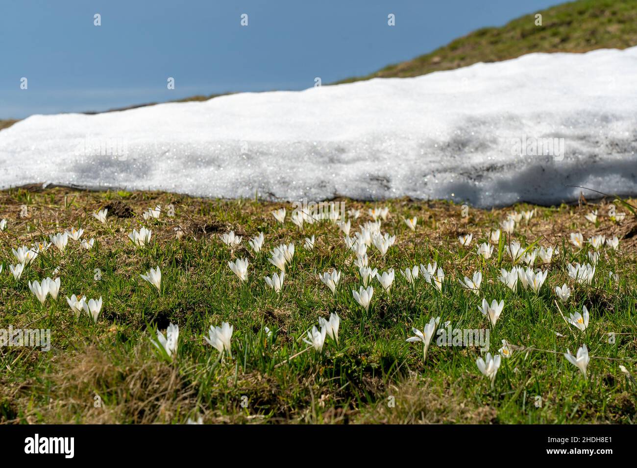 spring flower, crocuses, spring flowers Stock Photo - Alamy