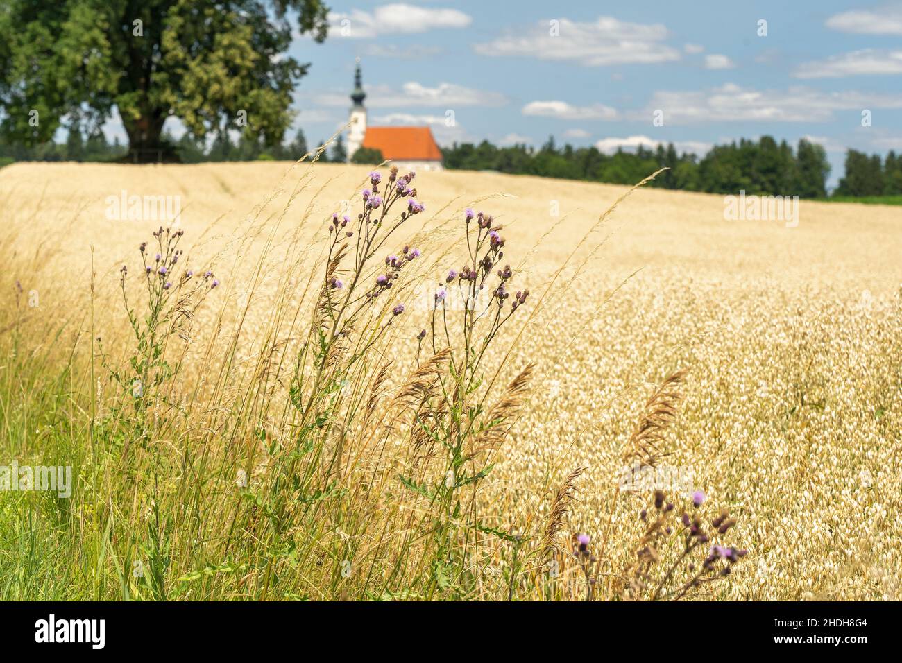 grasses, corn field, field, corn fields, fields Stock Photo - Alamy