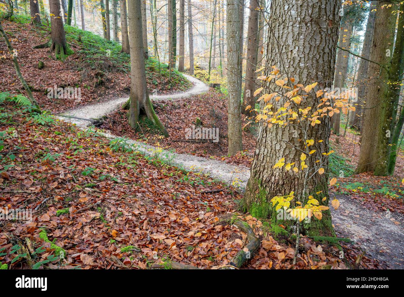 path, trail, nature trail, paths, trails, nature trails Stock Photo - Alamy