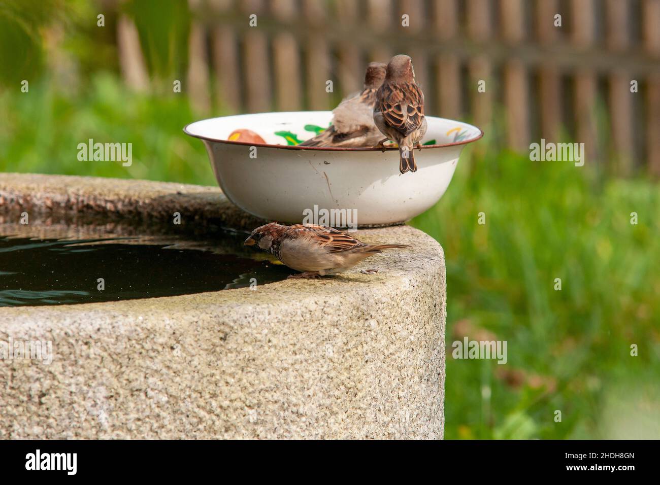 water body, house sparrow, water bodies, house sparrows Stock Photo - Alamy
