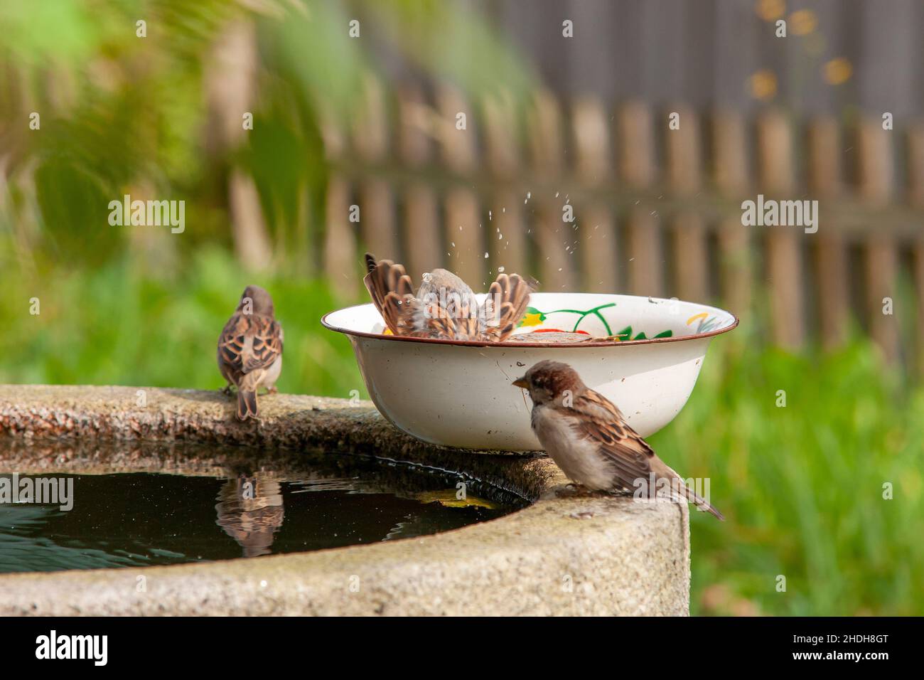 water body, house sparrow, water bodies, house sparrows Stock Photo - Alamy