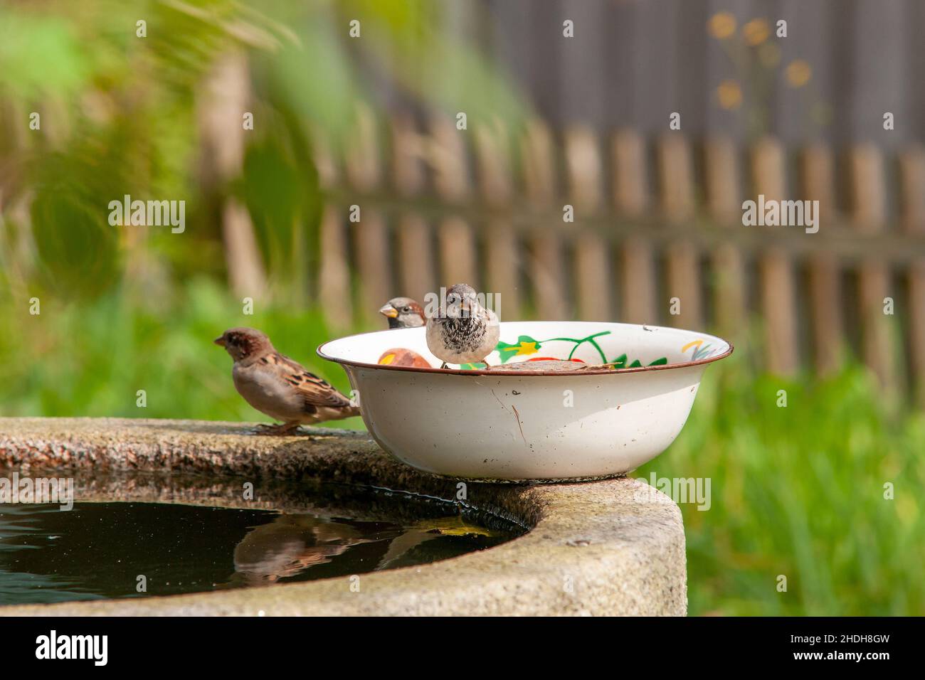 water body, house sparrow, water bodies, house sparrows Stock Photo - Alamy