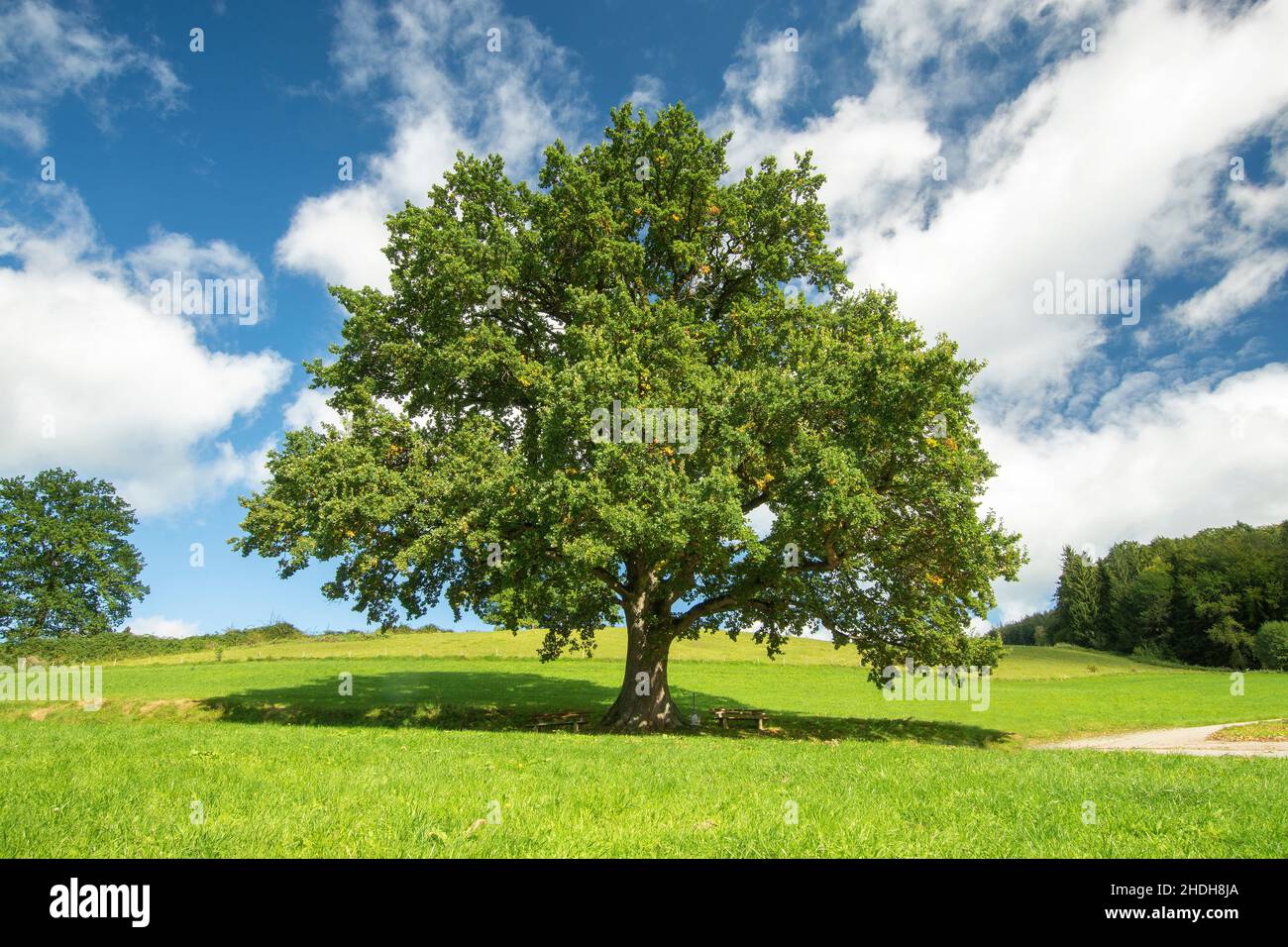 Oak tree landscapes hi-res stock photography and images - Alamy