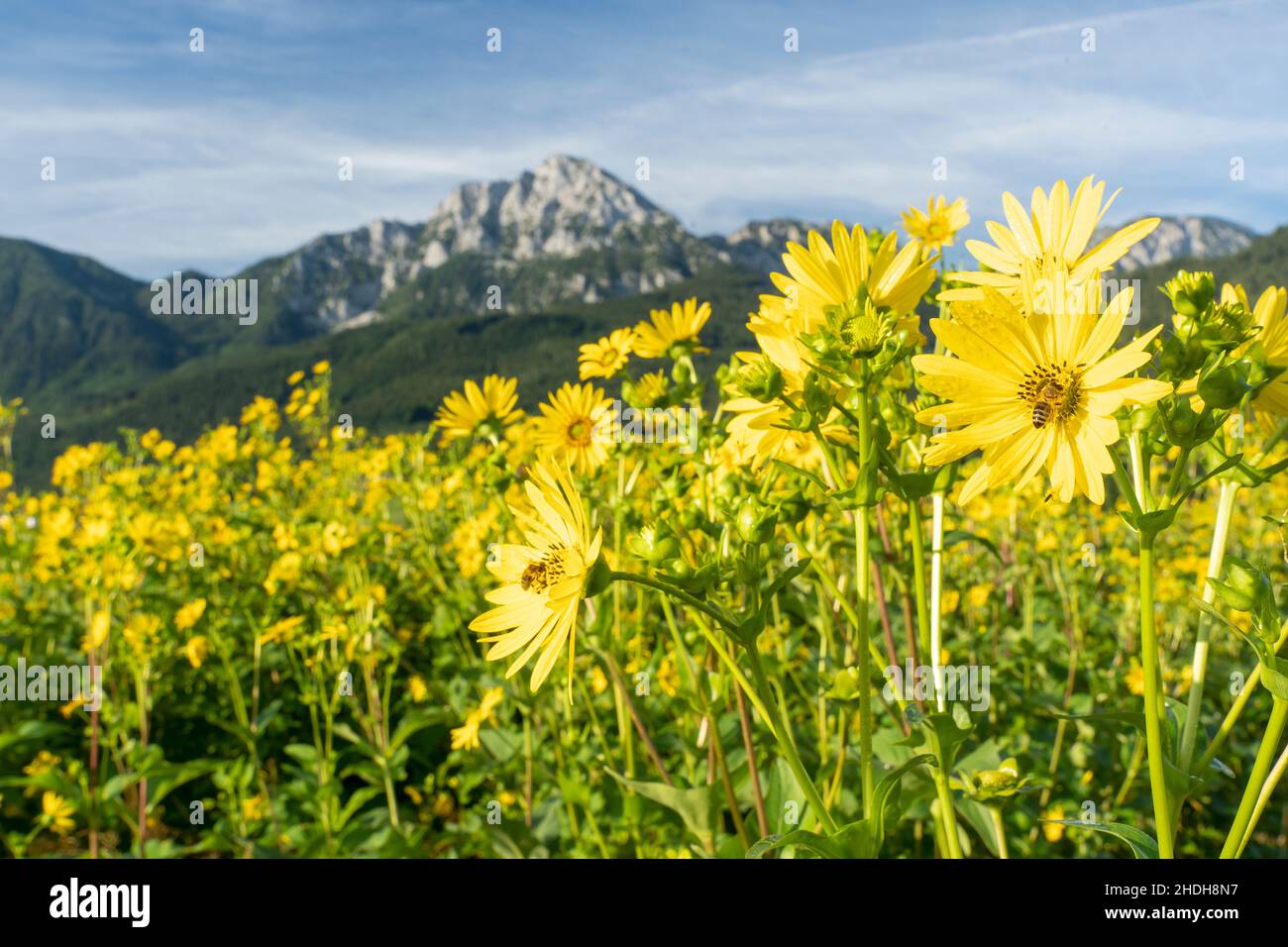 silphium perfoliatum, cup plant Stock Photo - Alamy