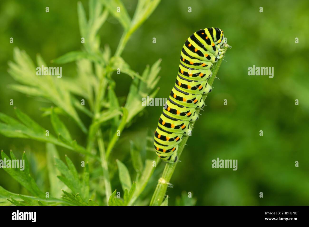 caterpillar, common yellow swallowtail, larva, caterpillars ...