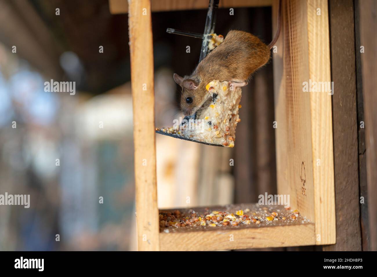 Ingestion and feeding hi-res stock photography and images - Alamy
