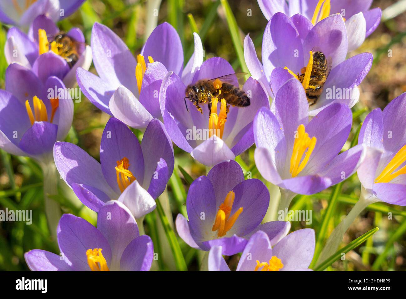 crocus, honey bee, honey bees Stock Photo - Alamy
