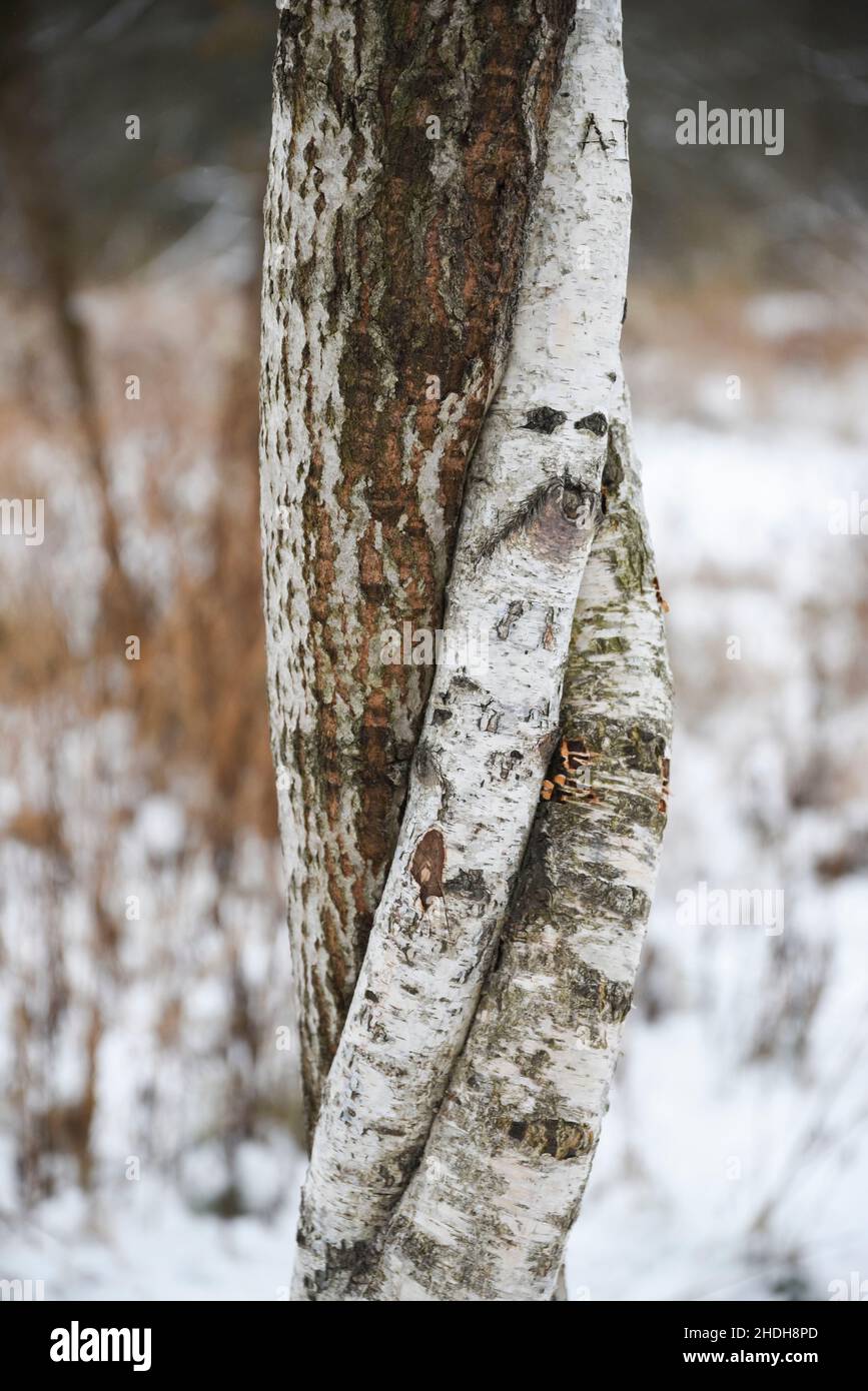 Entwined trunks of trees, a symbol of great love Stock Photo - Alamy