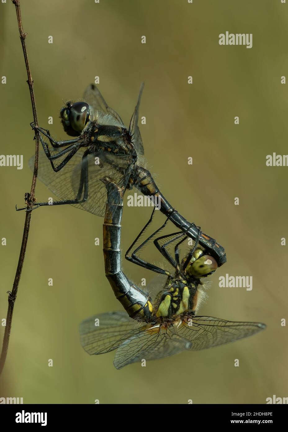 Black Darter (Sympetrum danae), mating pair on thistle stem, Dumfries ...