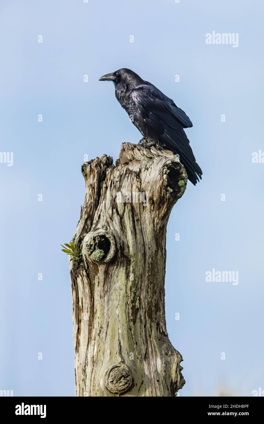 Birding in coastal redwoods hi-res stock photography and images - Alamy