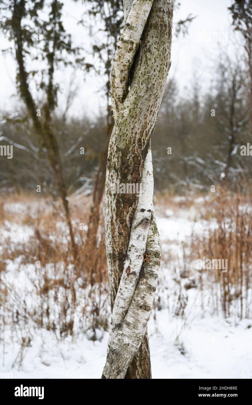 Entwined trunks of trees, a symbol of great love Stock Photo - Alamy