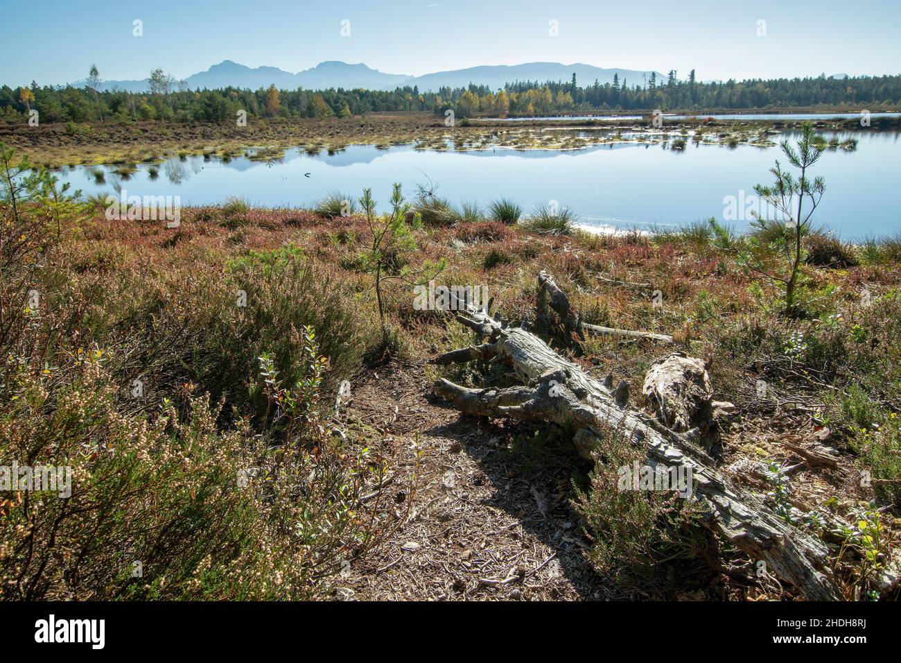 lake, bog landscape, schönramer filz, lakes, bogs Stock Photo - Alamy