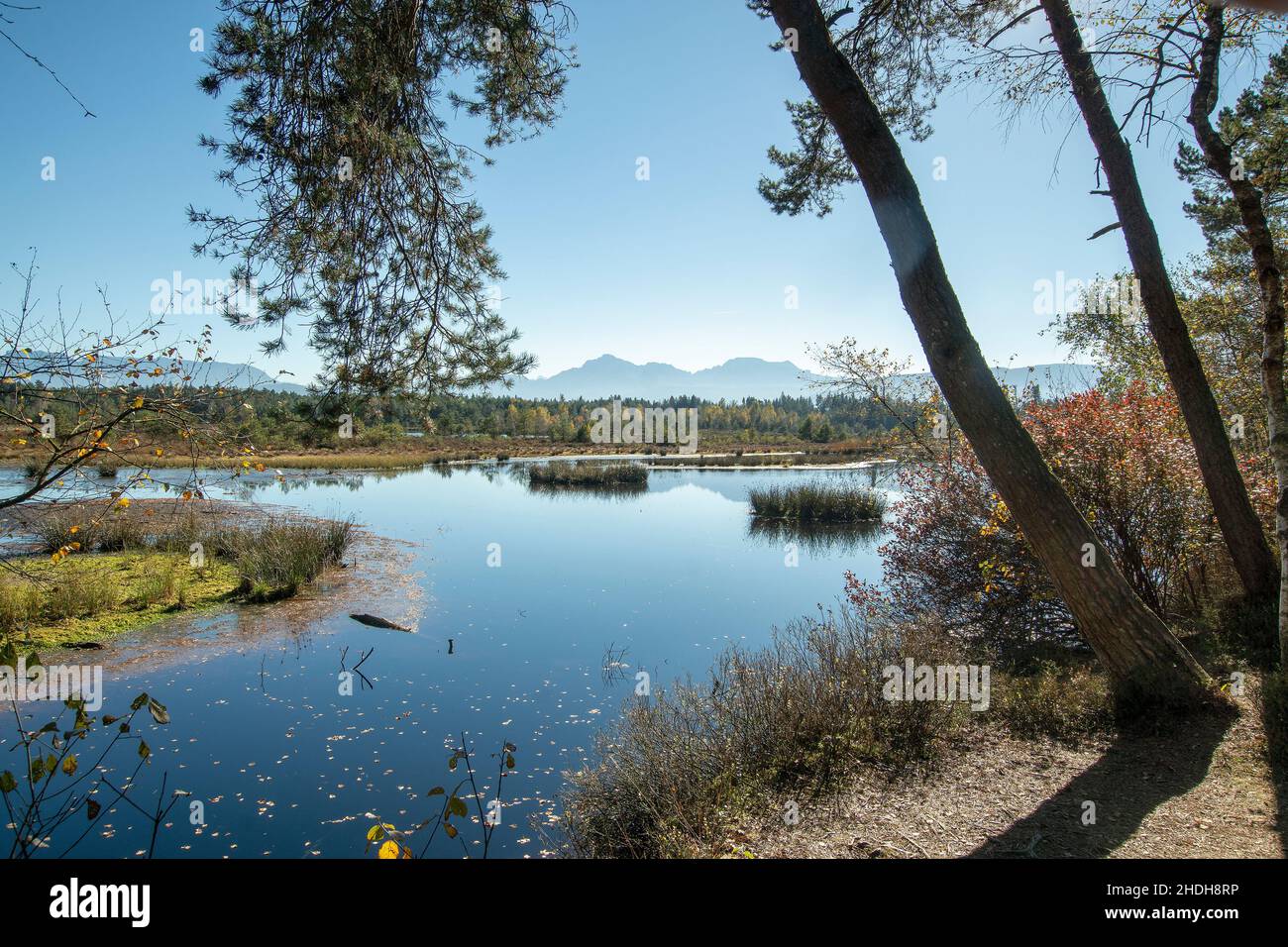 lake, bog landscape, schönramer filz, lakes, bogs Stock Photo - Alamy