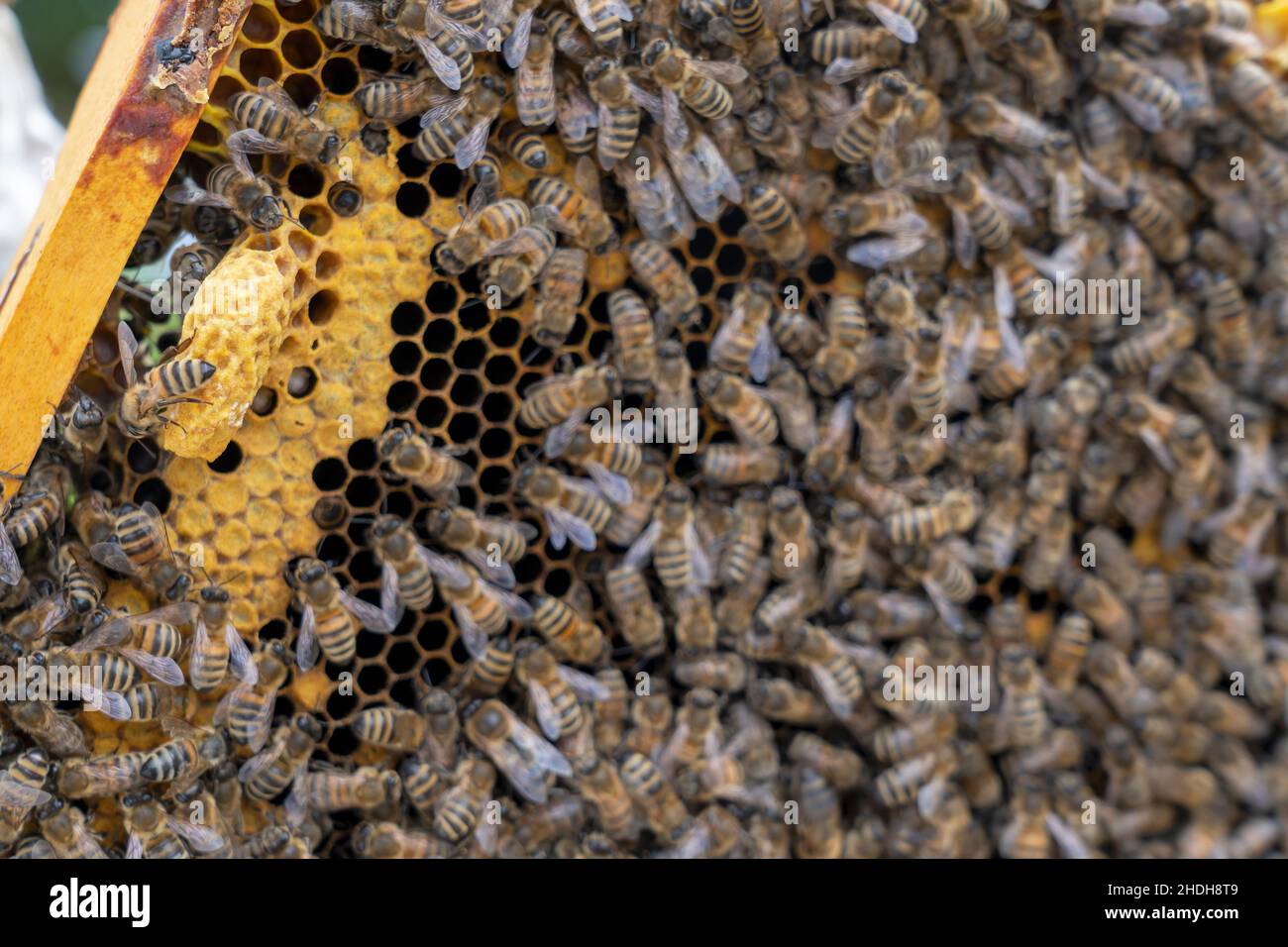 Breeding frame hi-res stock photography and images - Alamy