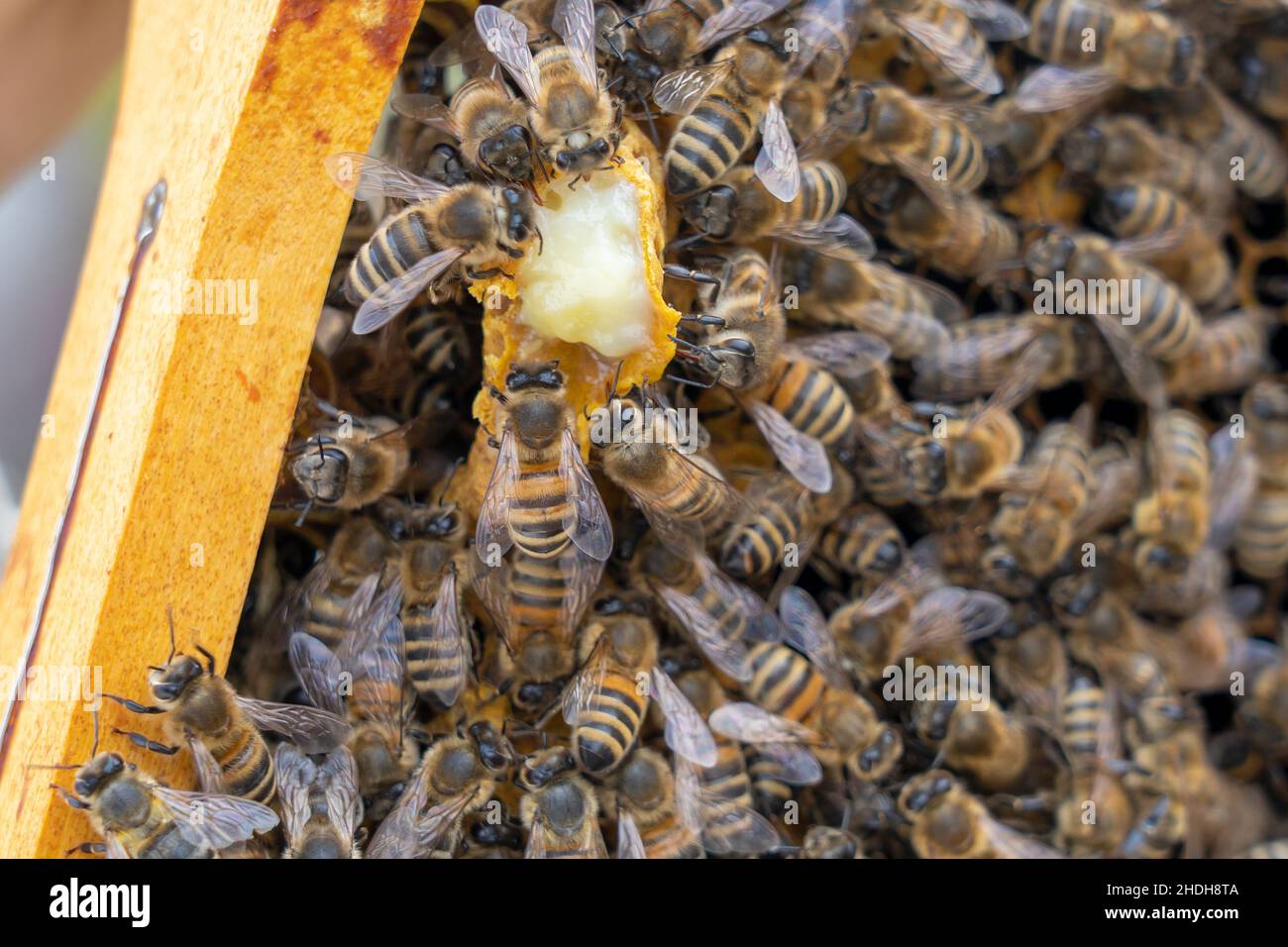 Queen breeding hi-res stock photography and images - Alamy