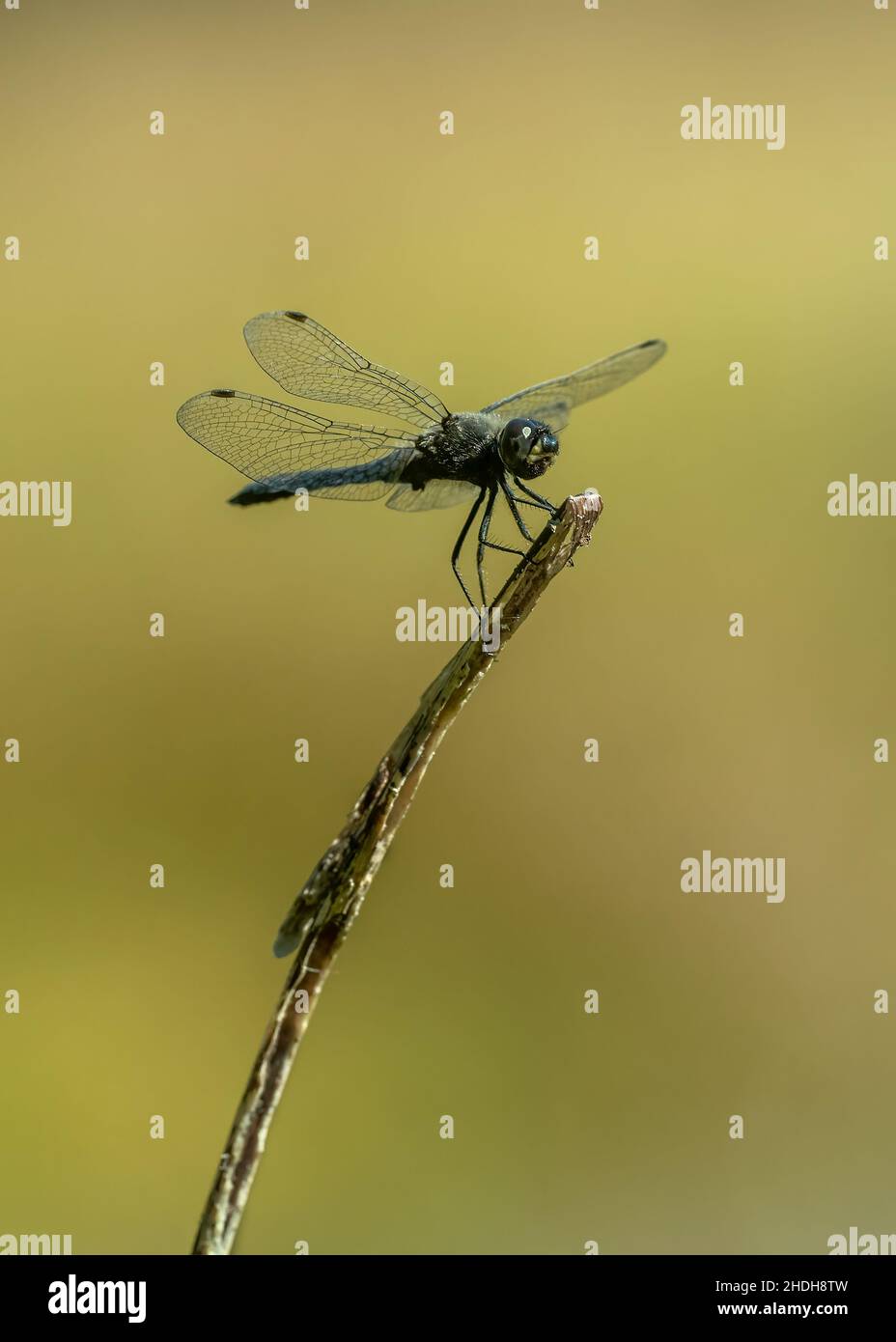 Black Darter (Sympetrum danae), male resting on vegetation, Dumfries ...