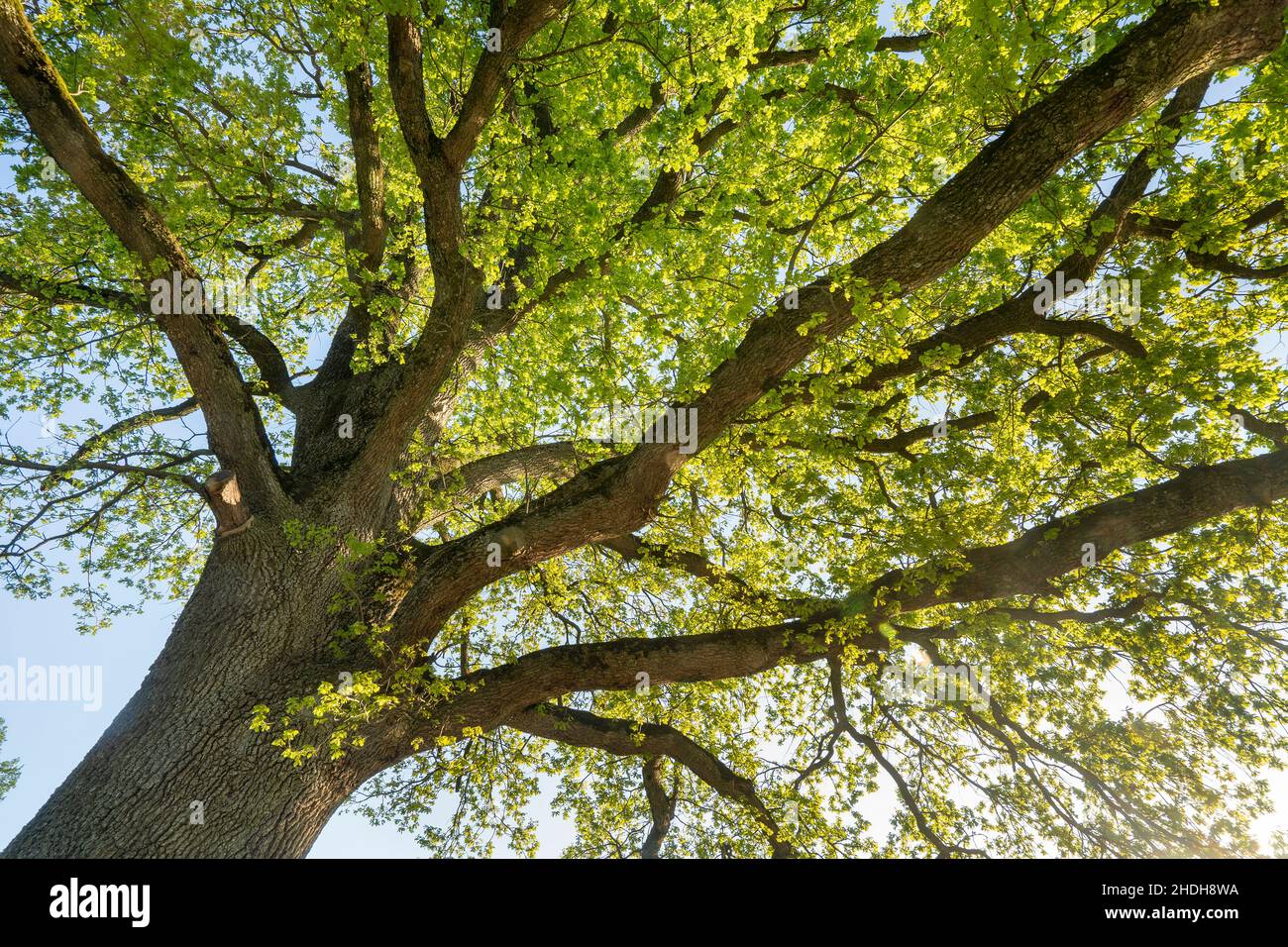 oak tree, tree giant, oak trees, giant trees Stock Photo - Alamy