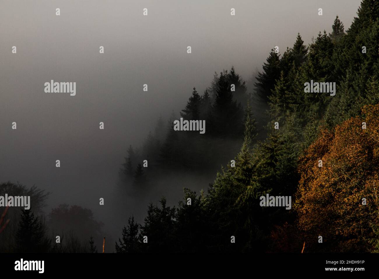 German forest hi-res stock photography and images - Alamy