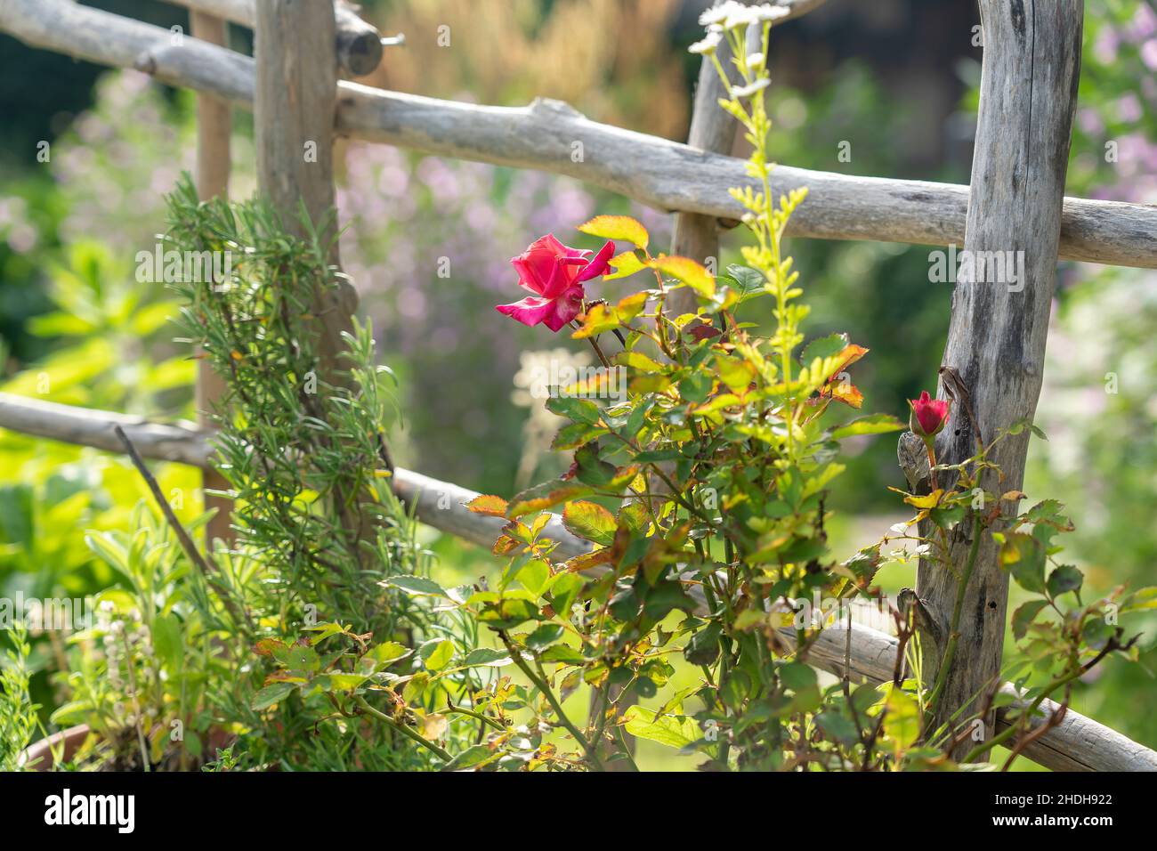 rose, trellies, roses Stock Photo - Alamy
