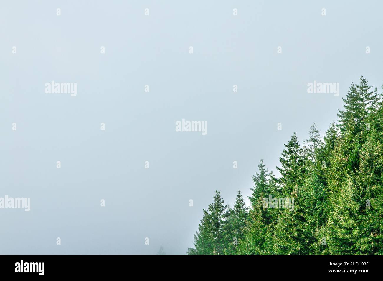 German forest hi-res stock photography and images - Alamy