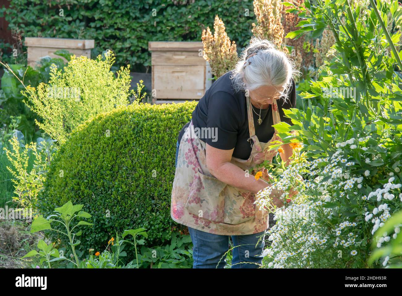 senior, garden, gardening, elderly, old, seniors, gardens, plant care ...