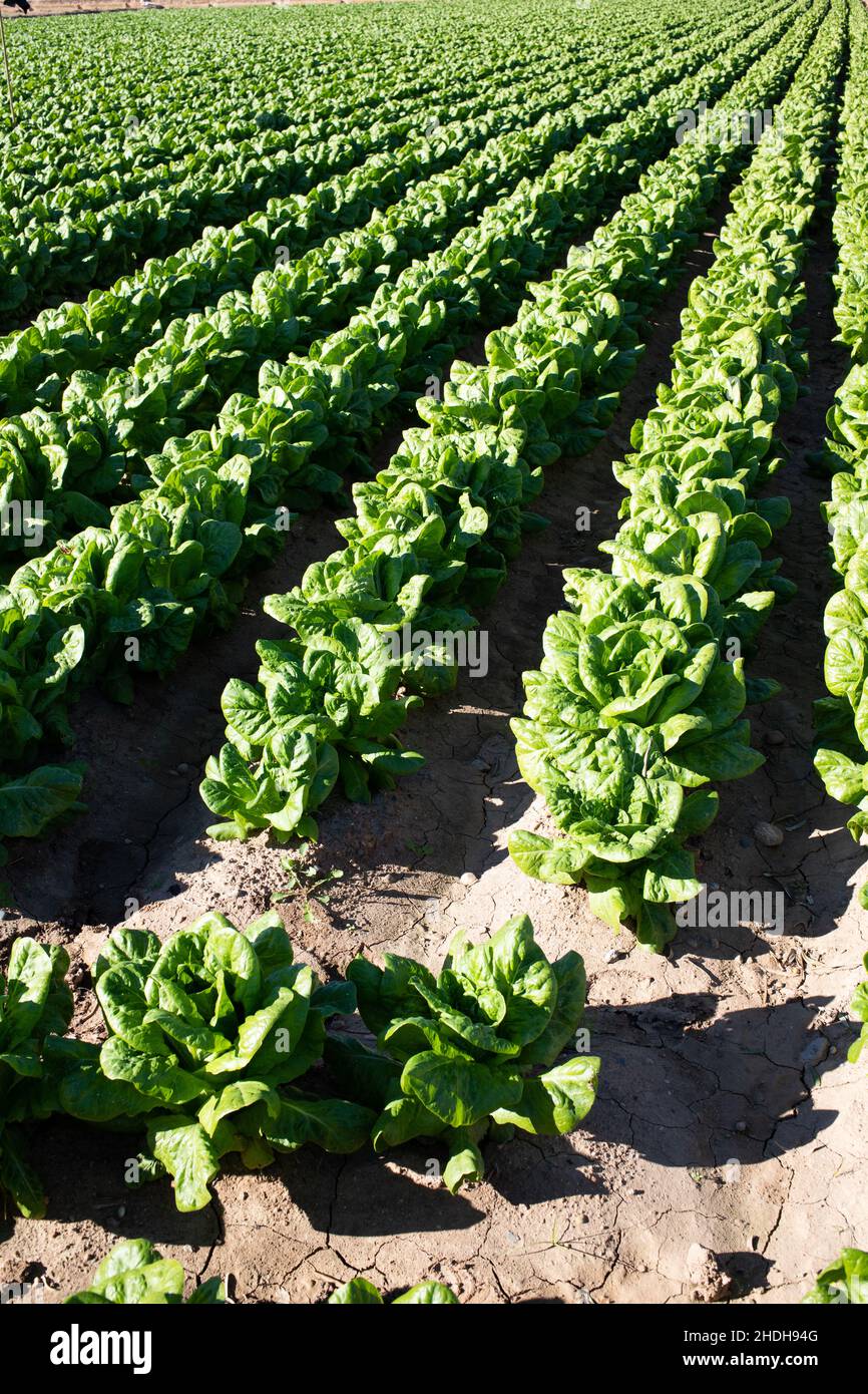 vast field of spinach plantation Stock Photo - Alamy