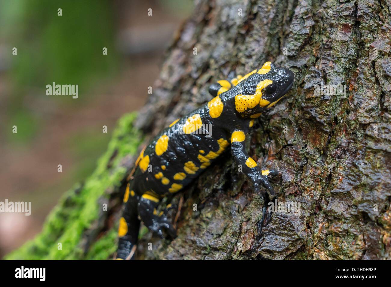 fire salamander, fire salamanders Stock Photo - Alamy
