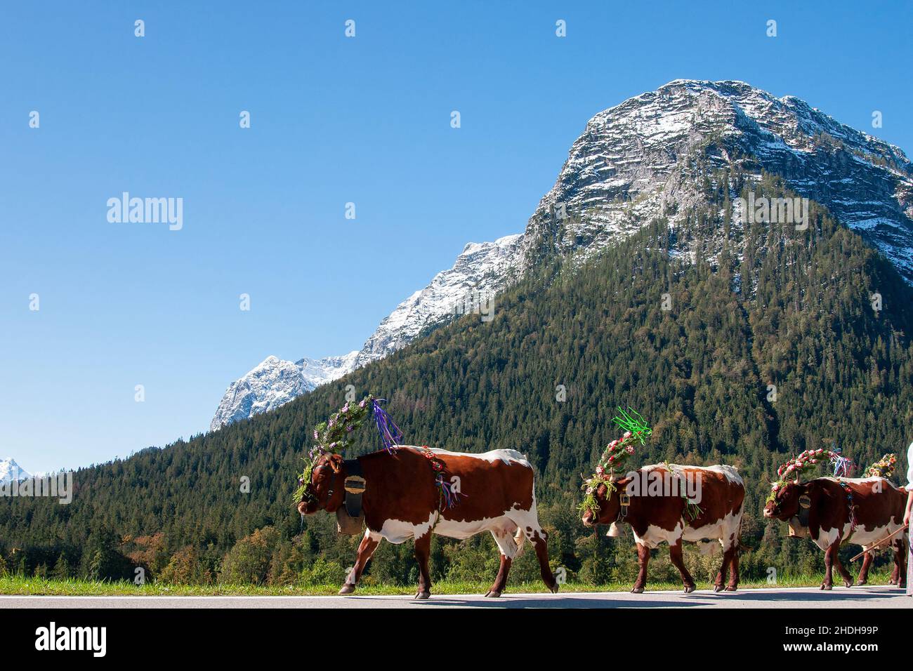cows, upper bavaria, almabtrieb, cow, upper bavarias, almabtriebs Stock ...