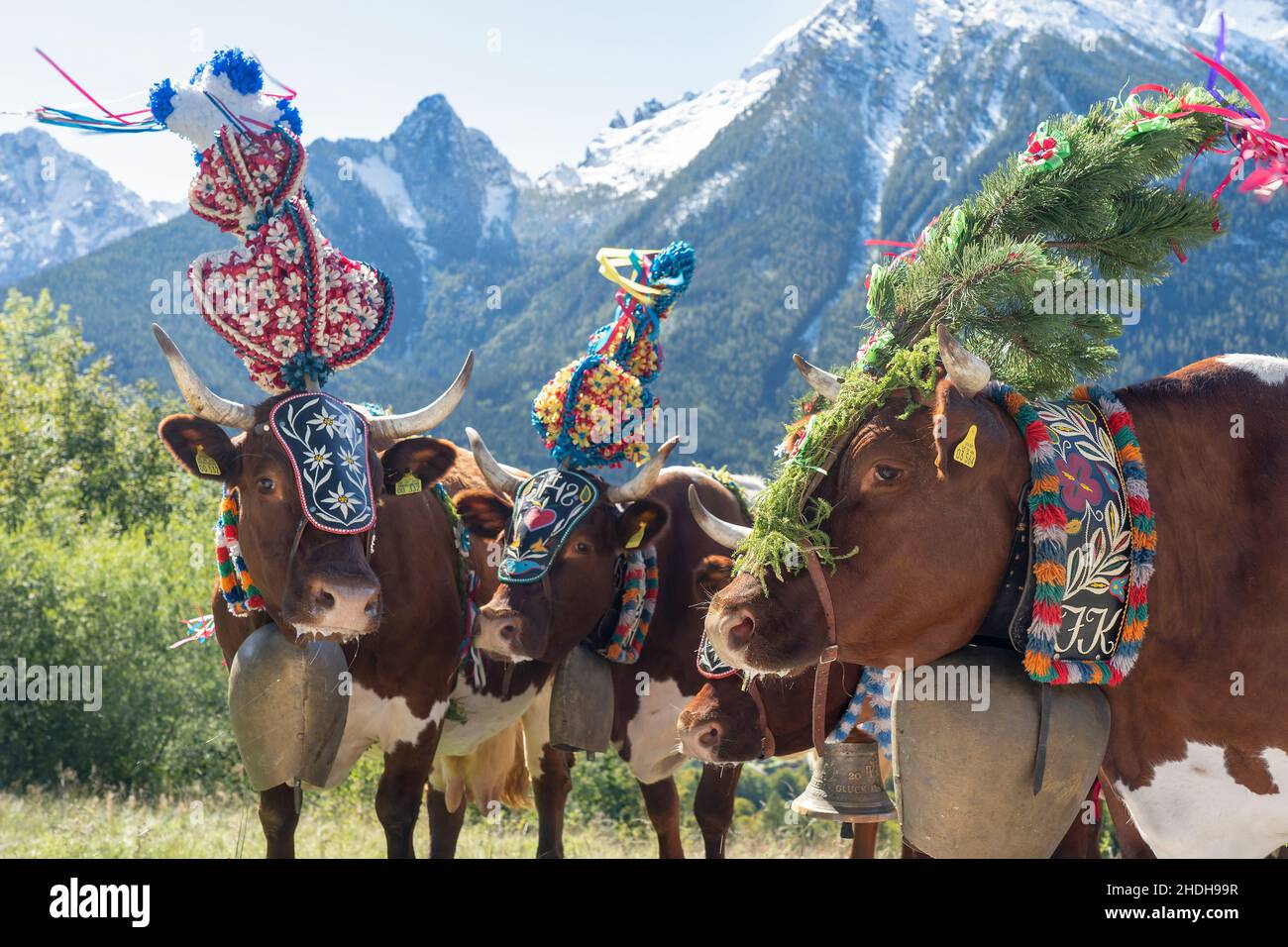 cows, cow bell, almabtrieb, fuikl, cow, cow bells, almabtriebs Stock ...