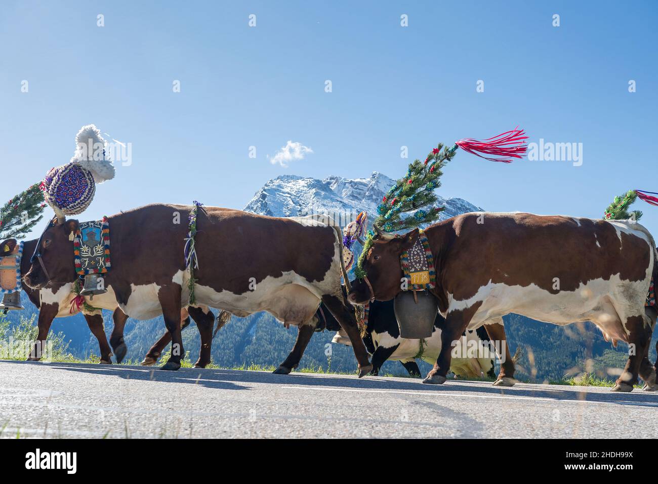 cows, almabtrieb, fuikl, cow, almabtriebs Stock Photo - Alamy