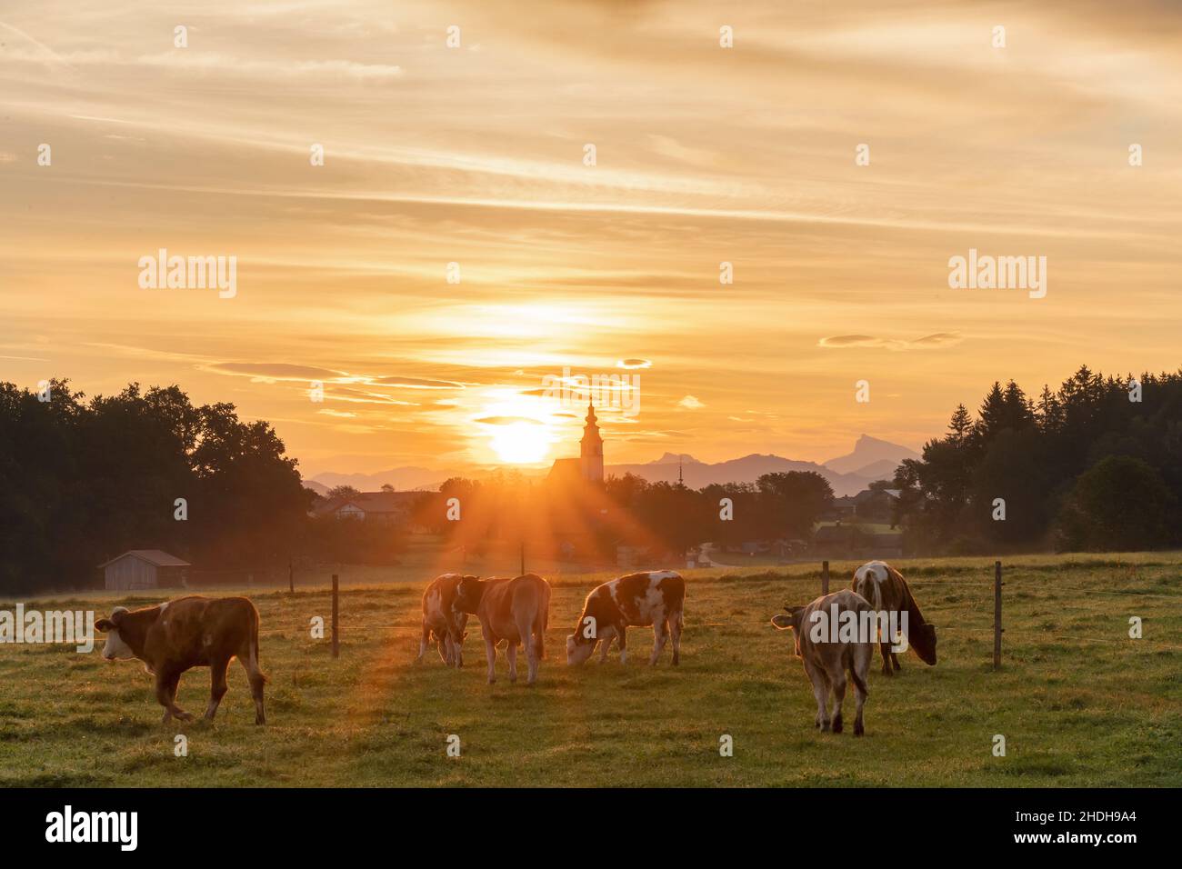 sunrise, pasture, cows, sun rises, sunrises, pastures, cow Stock Photo ...