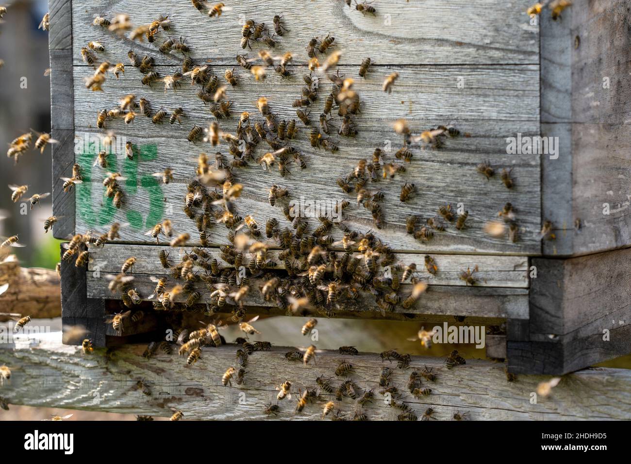 honey bee, bee box, honey bees, apiary, bee boxs Stock Photo - Alamy