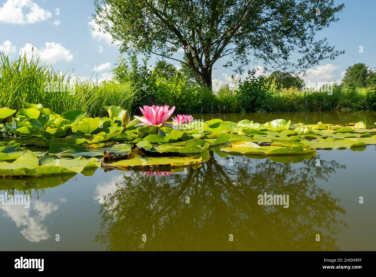 pond, water lilies, ponds, water lily, waterlilies, waterlily Stock Photo - Alamy