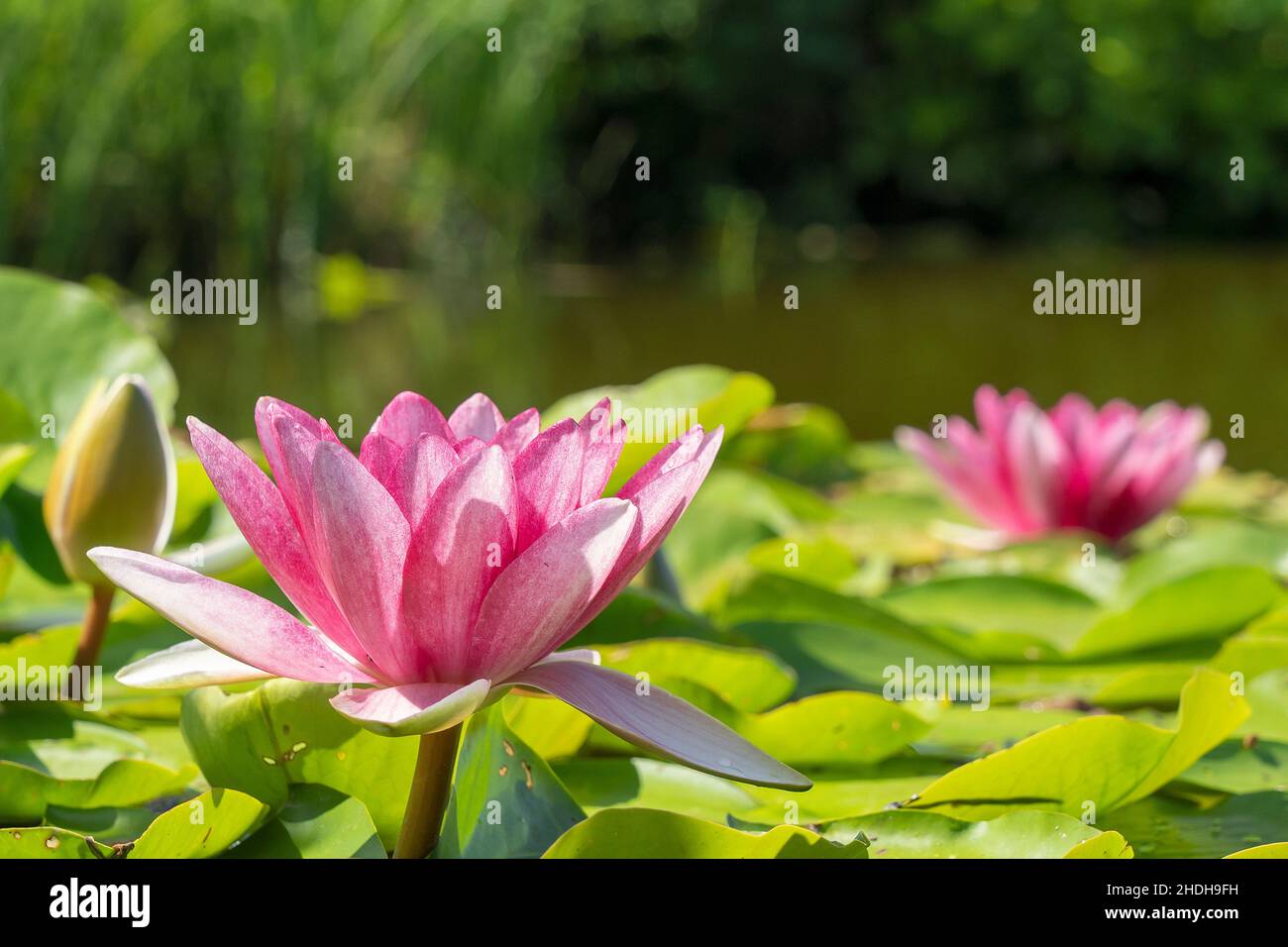 Nymphaea nymphaeas hi-res stock photography and images - Alamy