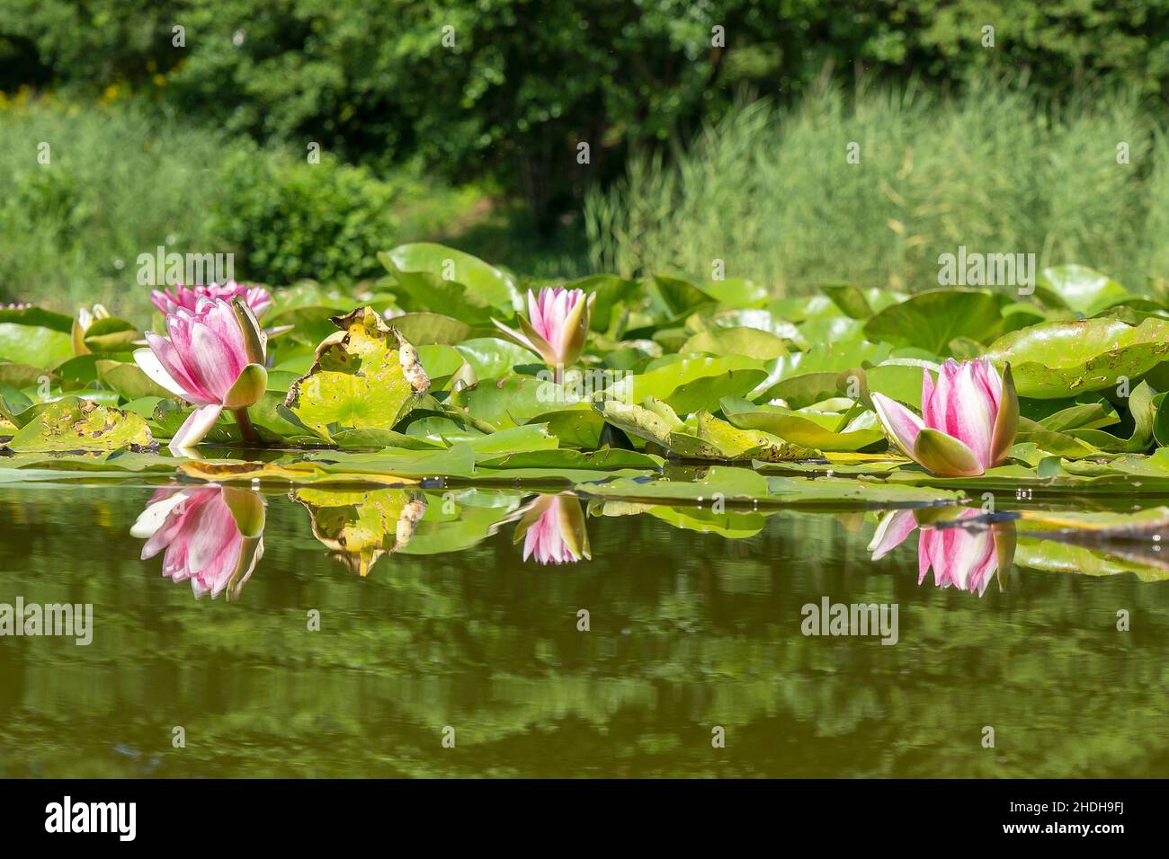 Nymphaea nymphaeas hi-res stock photography and images - Alamy