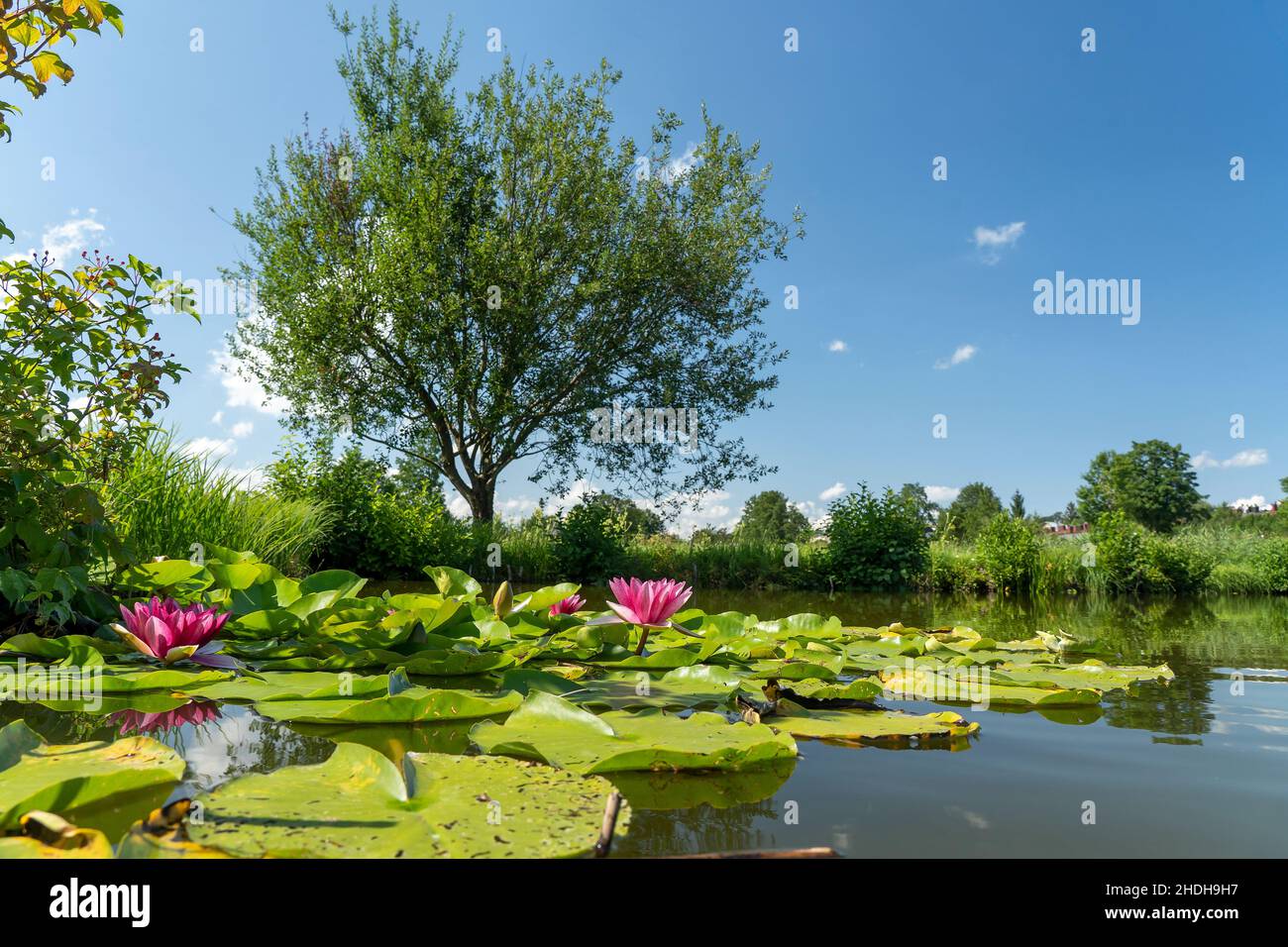pond, water lily, ponds, water lilies, waterlilie, waterlilies Stock ...