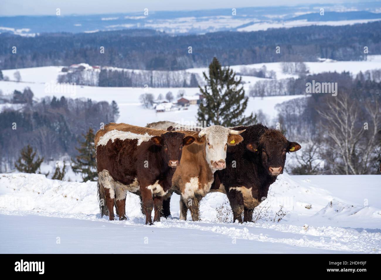 snow, cows, snowy, cow Stock Photo - Alamy
