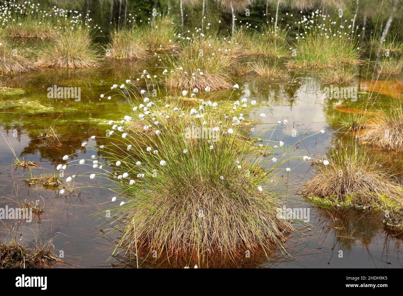 high morr, rushes, bogs Stock Photo - Alamy