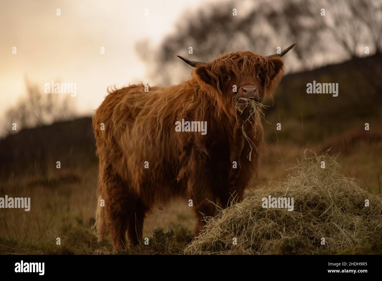 Highland cow horns hi-res stock photography and images - Alamy