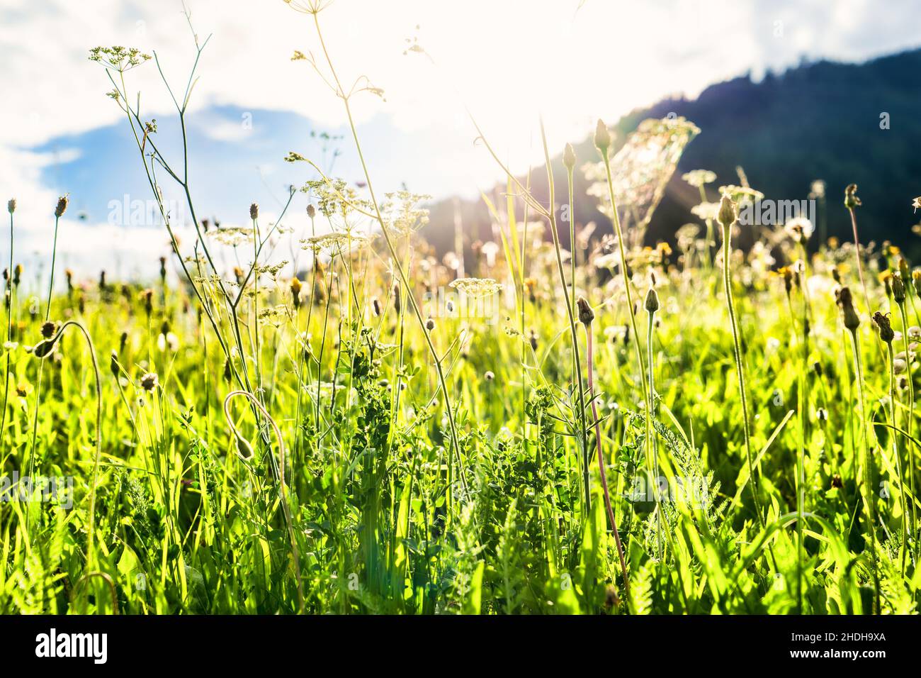 nature, meadow, natur, natures, meadows Stock Photo - Alamy