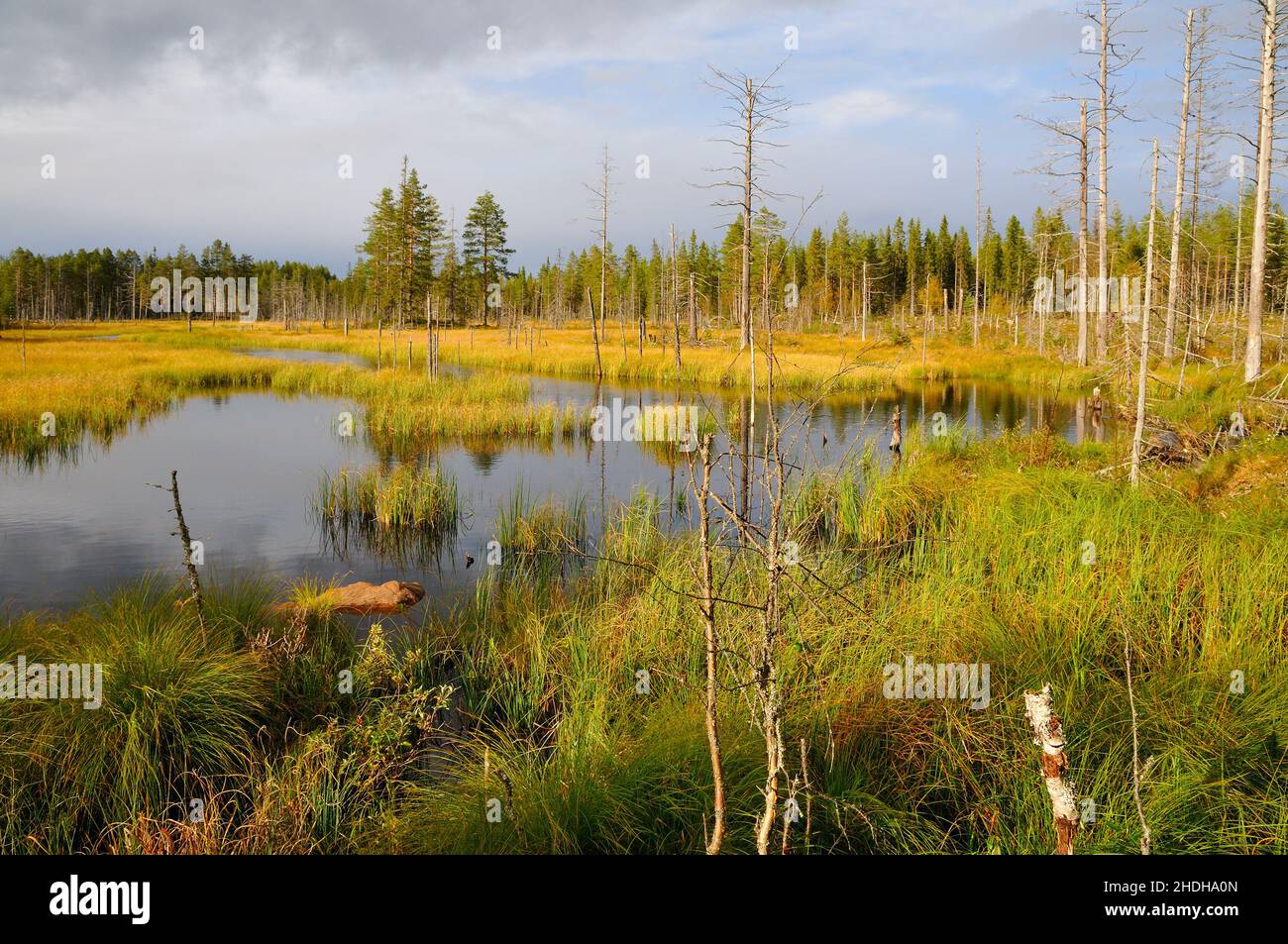 sweden, swamp, dalarna, swedens, swamps Stock Photo - Alamy